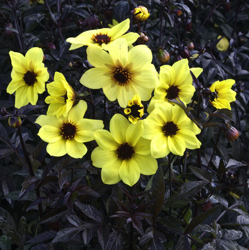 Voici les dix nouveaux dahlias Label rouge - Les Infos du Pays Gallo