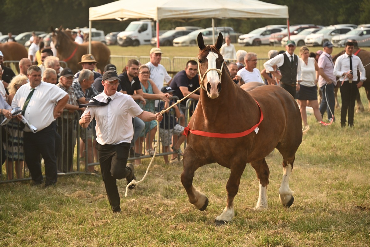 Val d’Oust. Samedi, le cheval breton était en vedette - Les Infos du ...